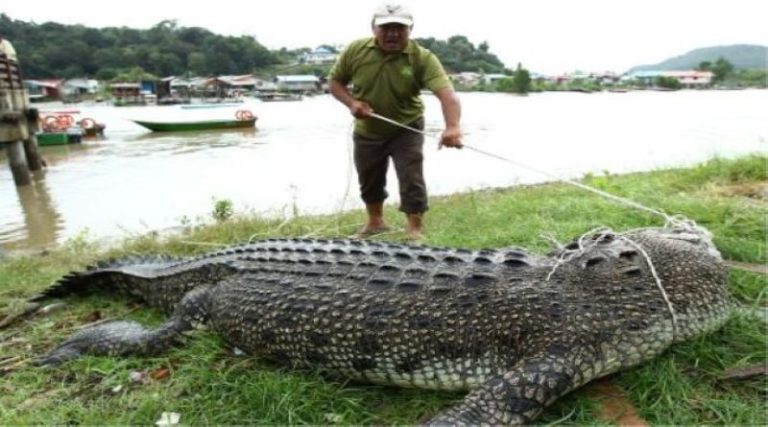 Team catches 4.5-metre croc in Bako – Aseanews