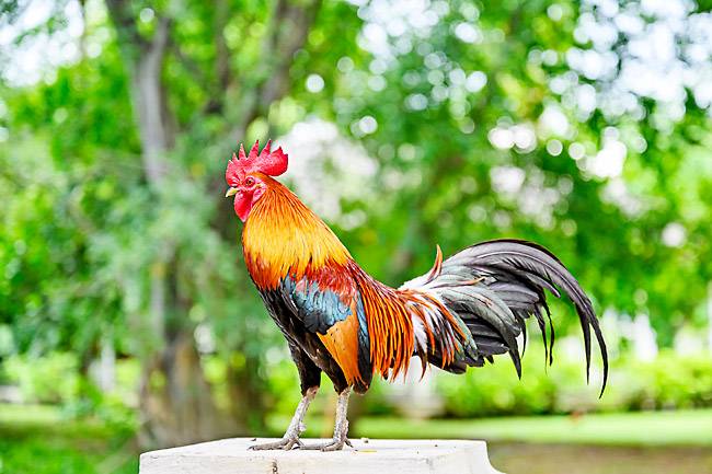 SOCIAL: Justice sought for Marcel, French rooster shot for crowing ...